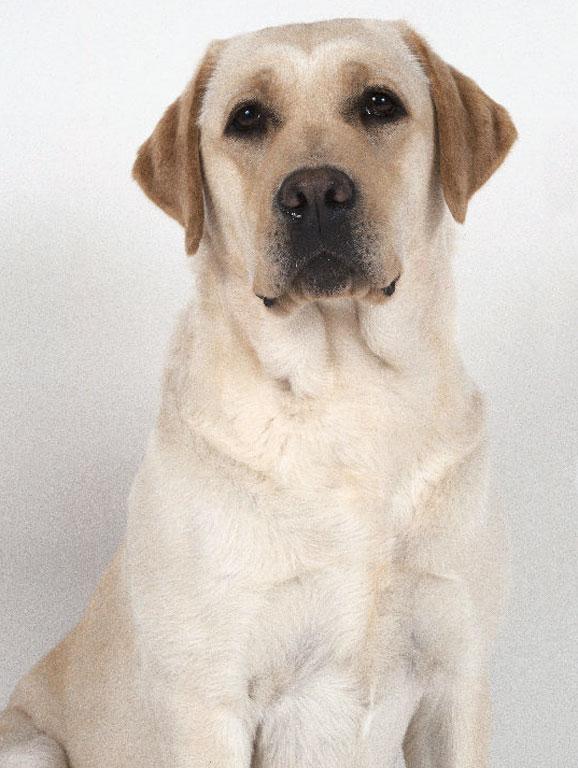 Labrador Retriever - un caine de familie