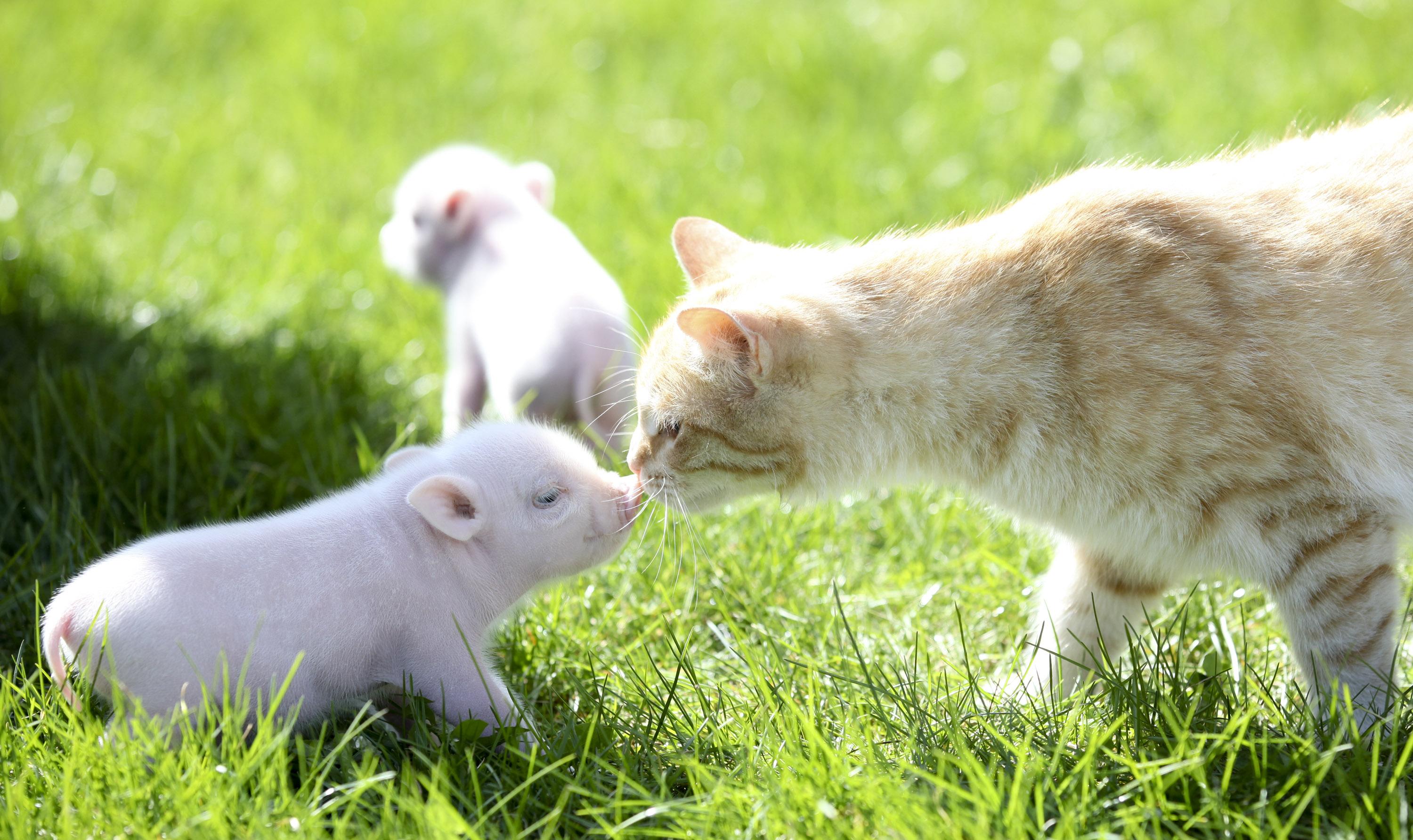 FOTO! Porcii pitici, crescuti ca animale de companie