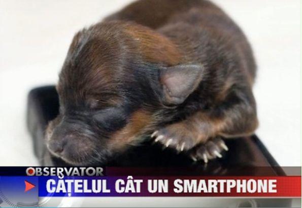 Cel mai mic catel din lume s-a nascut la Londra. Vezi cat cantareste!