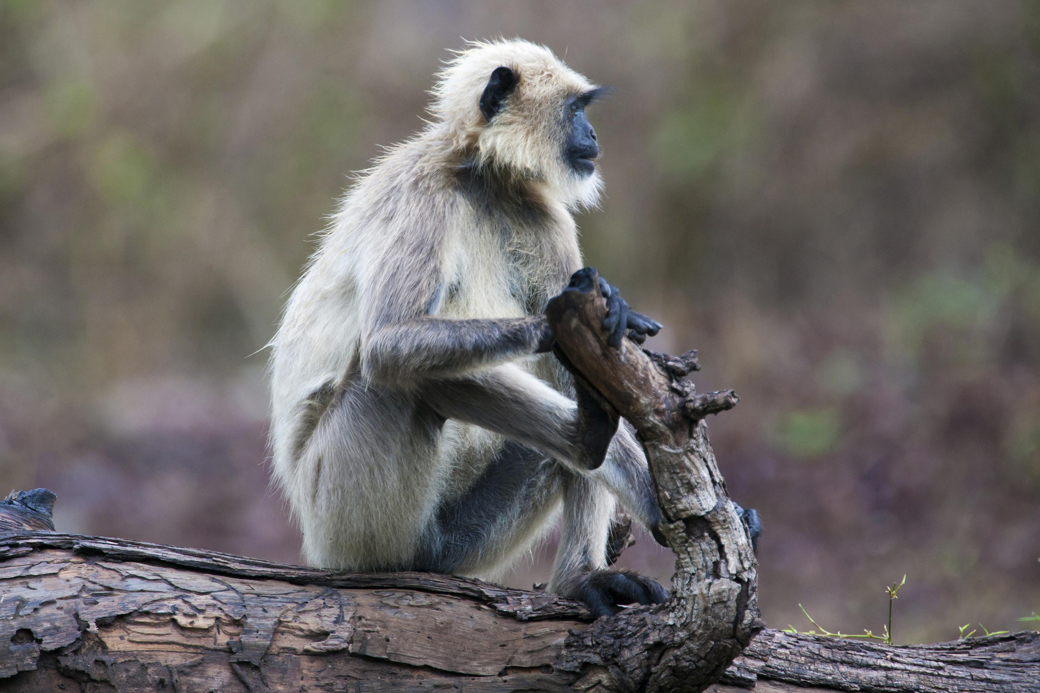 O maimuță antrenată. Iată cum trage cu pușca (VIDEO) | Antena 1