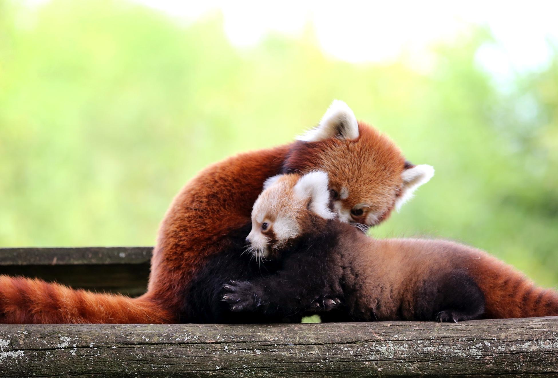 ADORABIL! Acești pui de panda roșu te vor cuceri pe loc | Antena 1