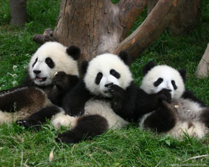 Și se dau de-a dura ca o barabulă! Un clip cu pui de urs panda care se ...