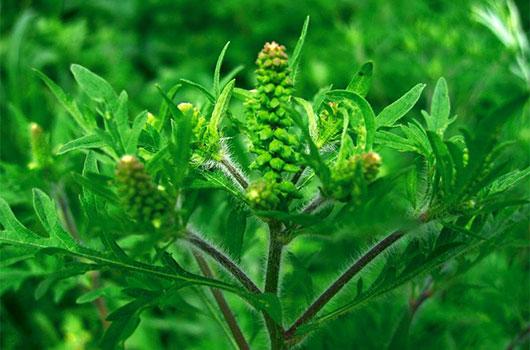 Cum arată ambrozia, cea mai nocivă plantă! O poți avea fară să știi ...