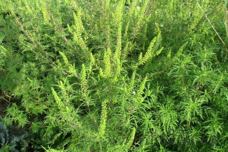 Cum arată ambrozia, cea mai nocivă plantă! O poți avea fară să știi ...