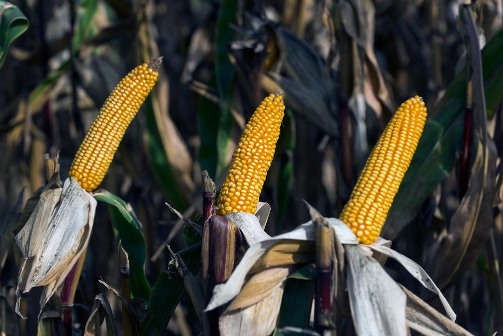 Producții record de porumb în România: află secretele unei culturi reușite