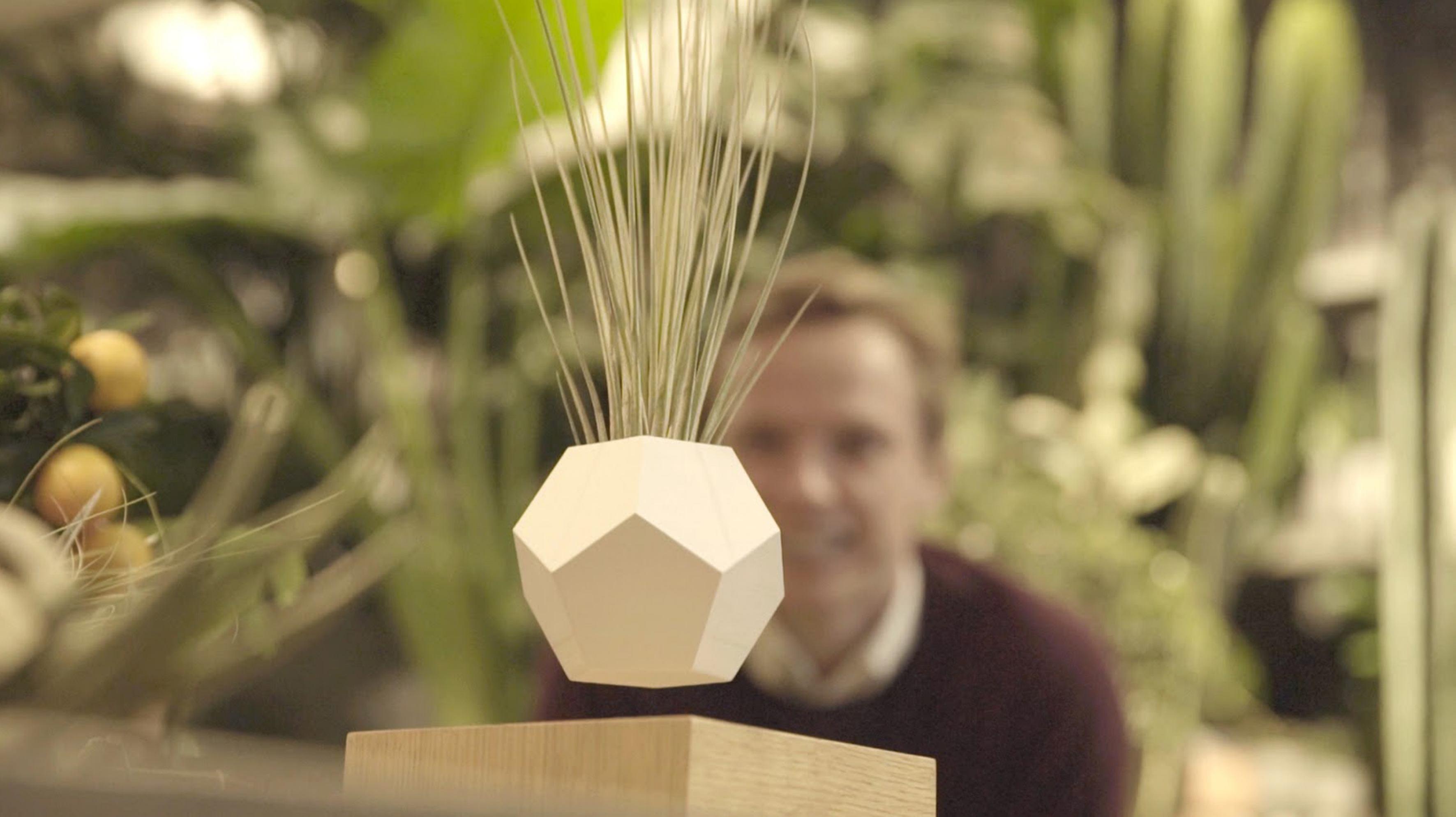 Ce PLANTĂ este bine să ai în locuință ca să atragi norocul și ...